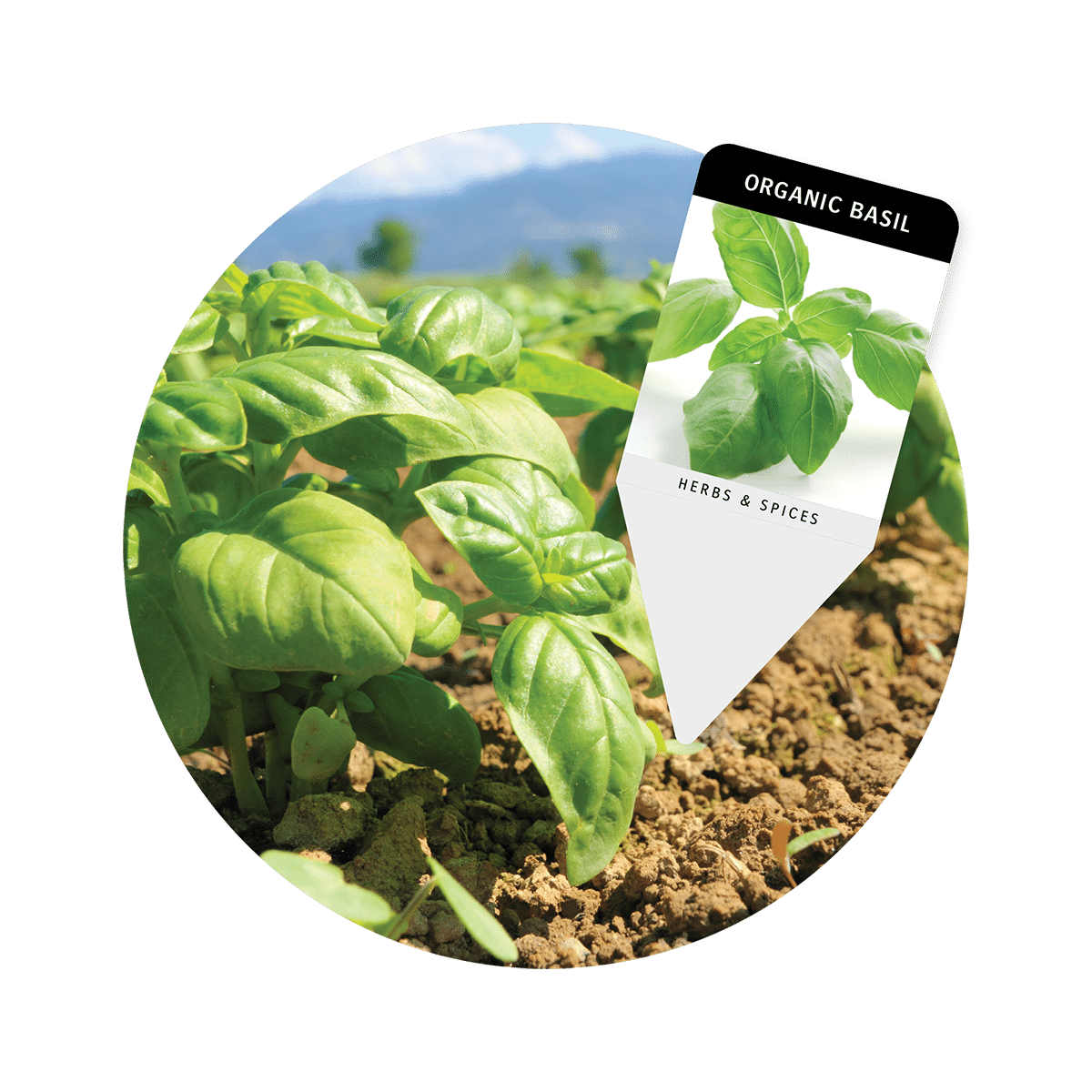 SYNAPS Synthetic Paper – Specialty Products